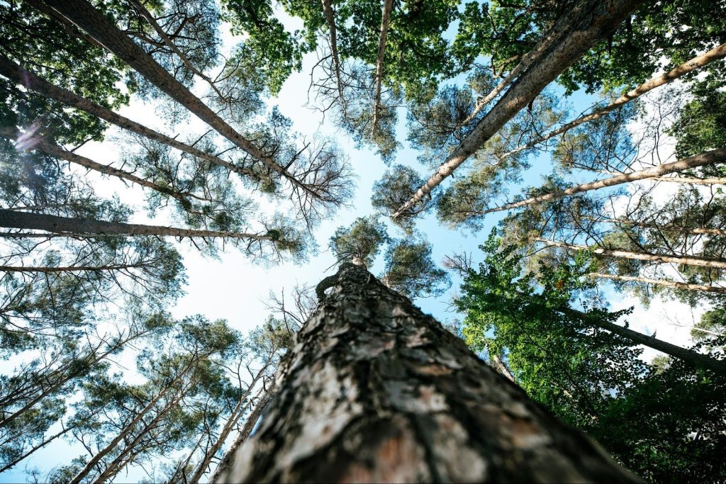 IKEA Owner Expands NZ Forestry Portfolio