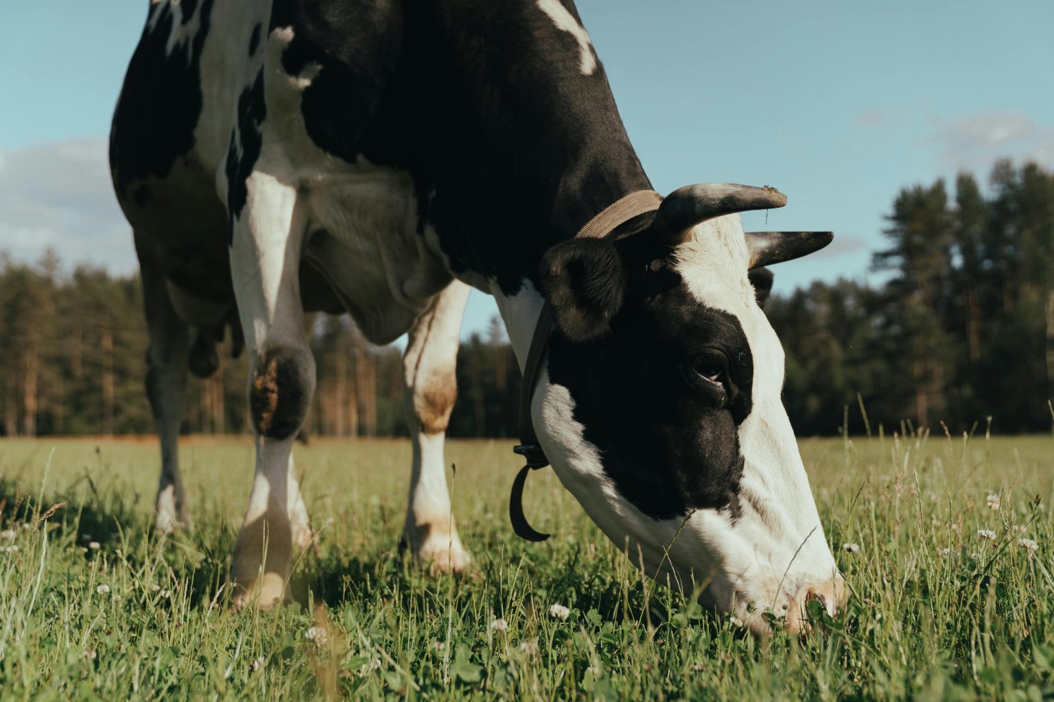 Fonterra to Build Edendale Plant, Open 70 Jobs