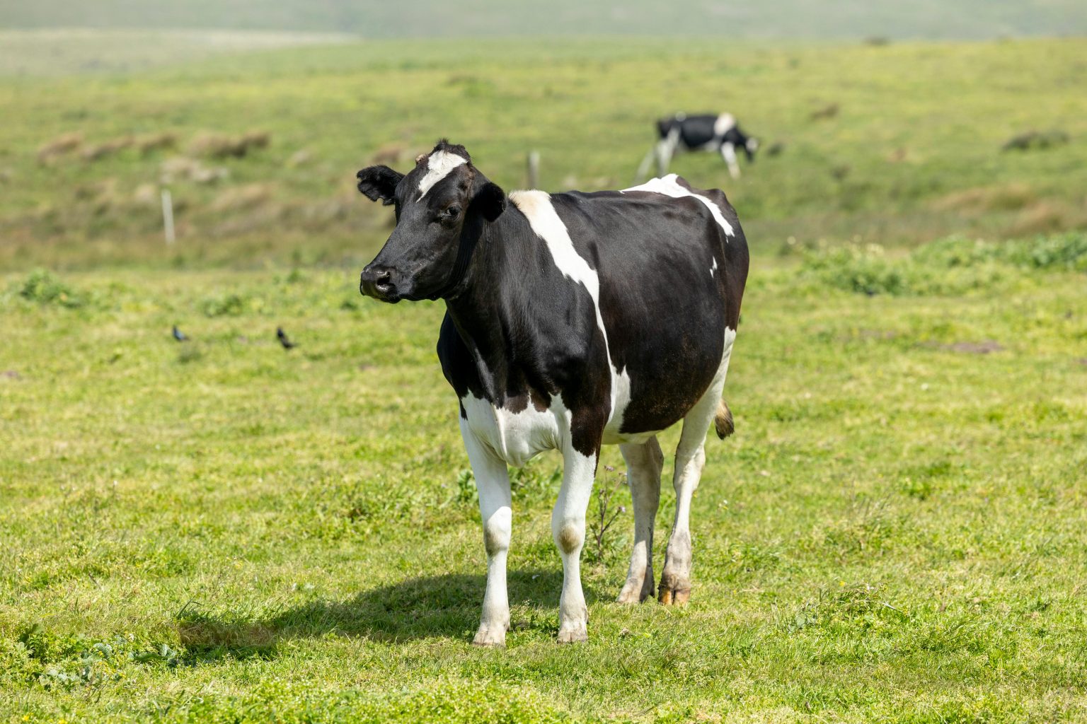 Kavanagh Farm's Net-Zero Project: Progress or Marketing Stunt?