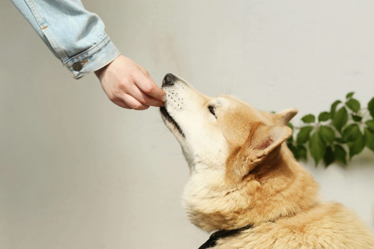 AI Reshapes Pet Food Marketing at Petfood Forum 2025