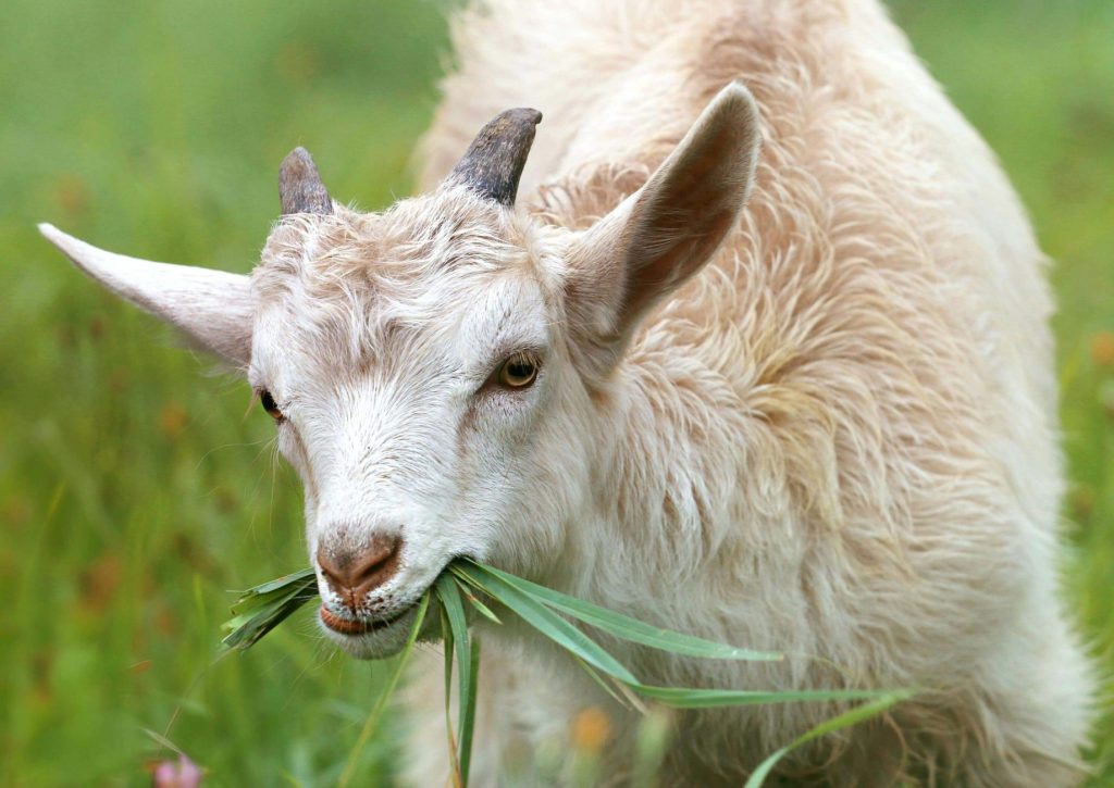 Footes’ Dairy Goat Farm Plunges Into Debt After Co-op’s Collapse