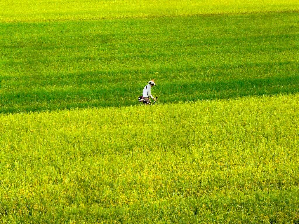 Sharp Increase in Rice Prices Drives Japan’s Inflation to New High