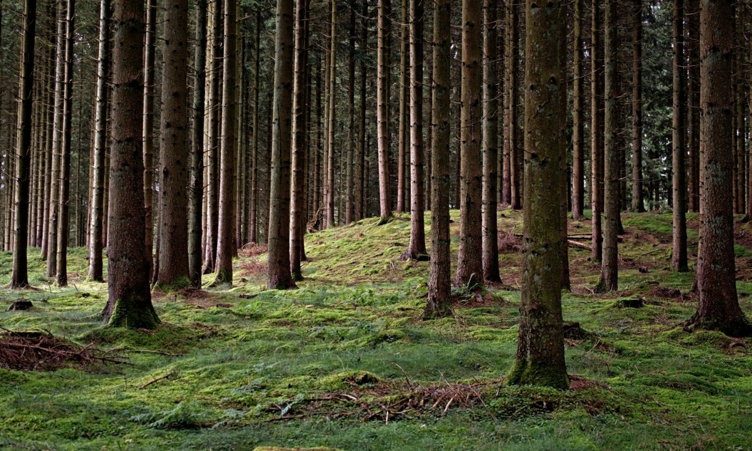 Ingka Investments ranks NZ as fifth-largest global forestry holding
