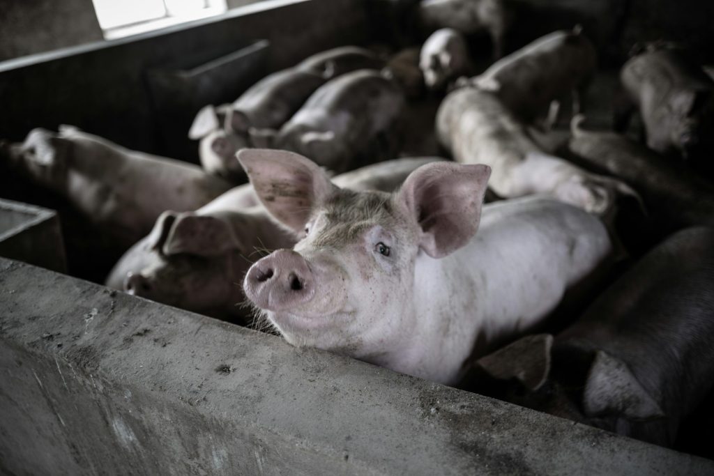 Man fined for breaching meat safety laws in illegal pig sales case