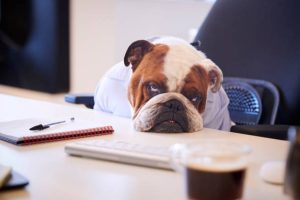 Dog-friendly offices seen as next step in modernising NZ workplaces